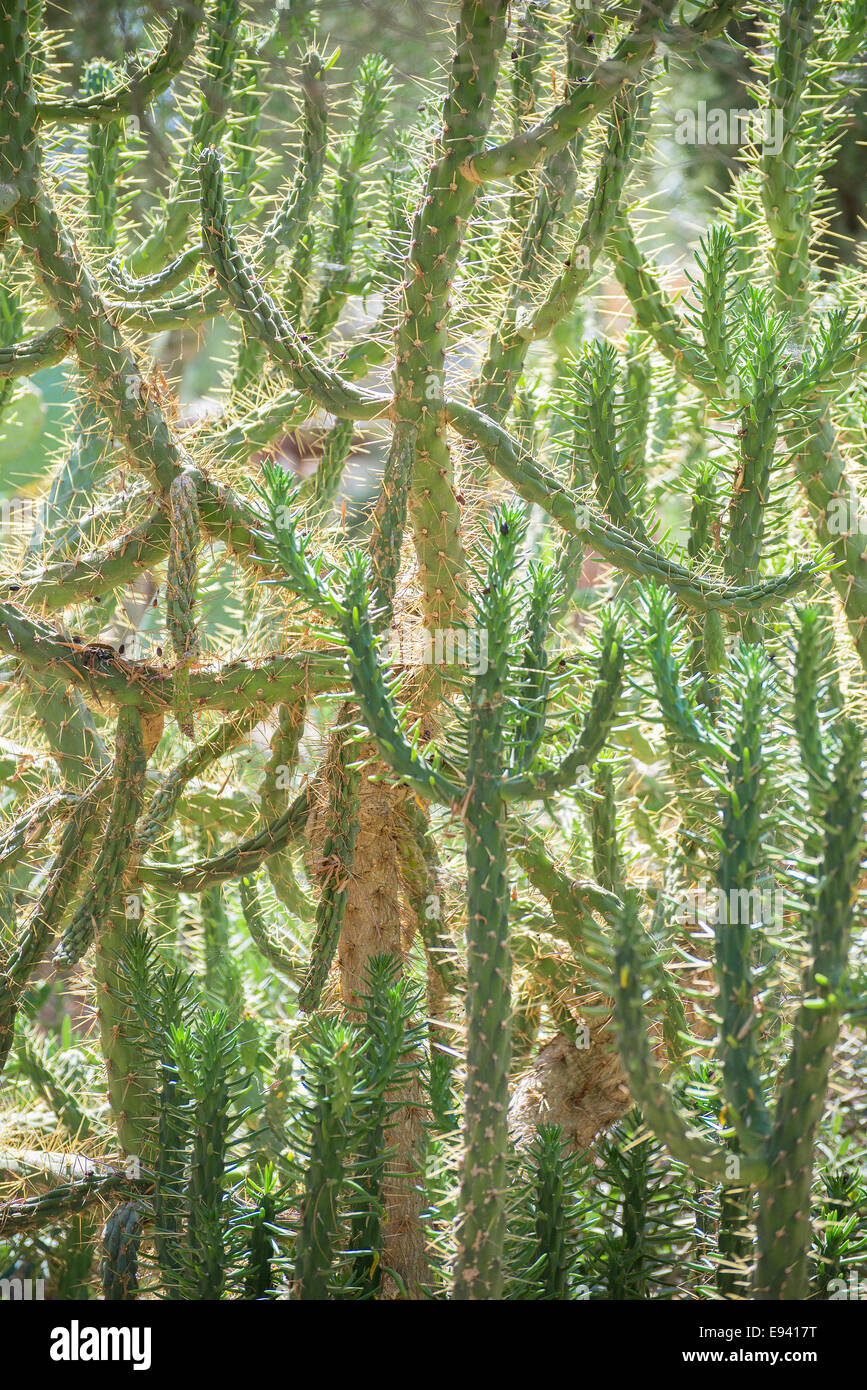 Cacti variety hi-res stock photography and images - Alamy