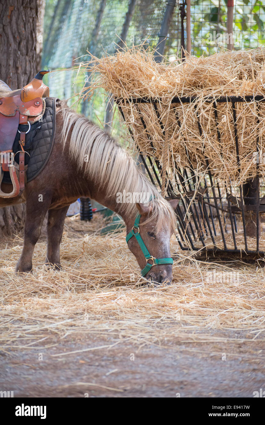 Pony eats hay in national park Stock Photo - Alamy
