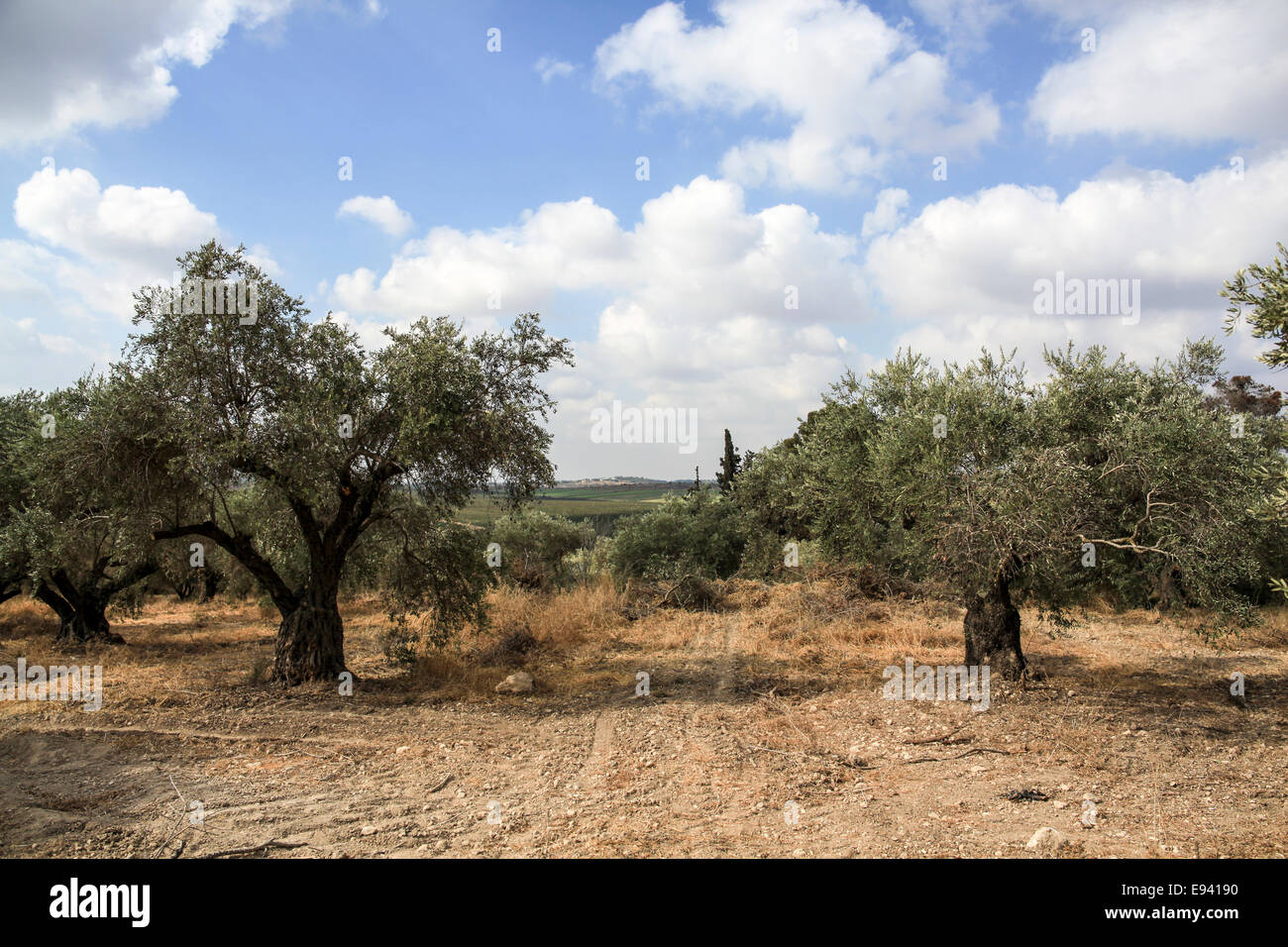 Landscape with Olive trees. Photographed in Israel Stock Photo - Alamy