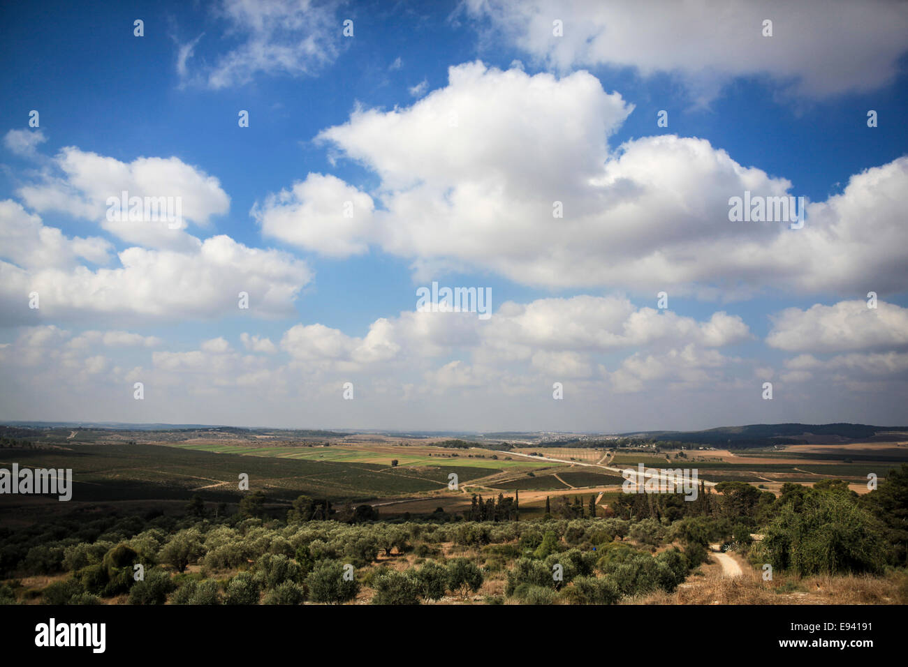 Landscape with Olive trees. Photographed in Israel Stock Photo - Alamy