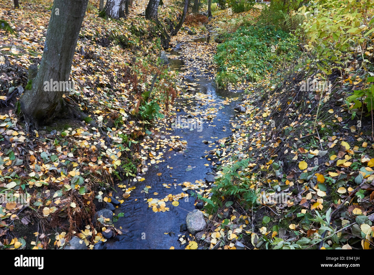 Forest ditch hi-res stock photography and images - Alamy