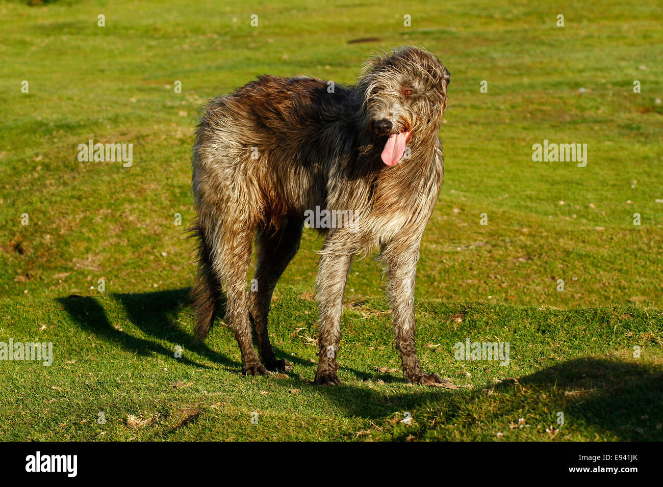 Tallest breed of dog, the Irish Wolfhound, rough coated, strong ...