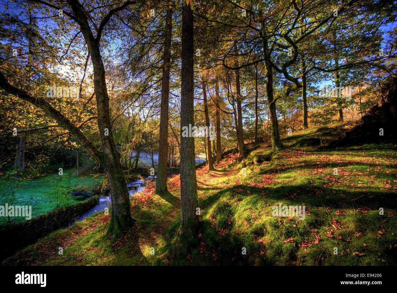 Yew Tree Woods, Coniston, English Lake District, UK Stock Photo - Alamy