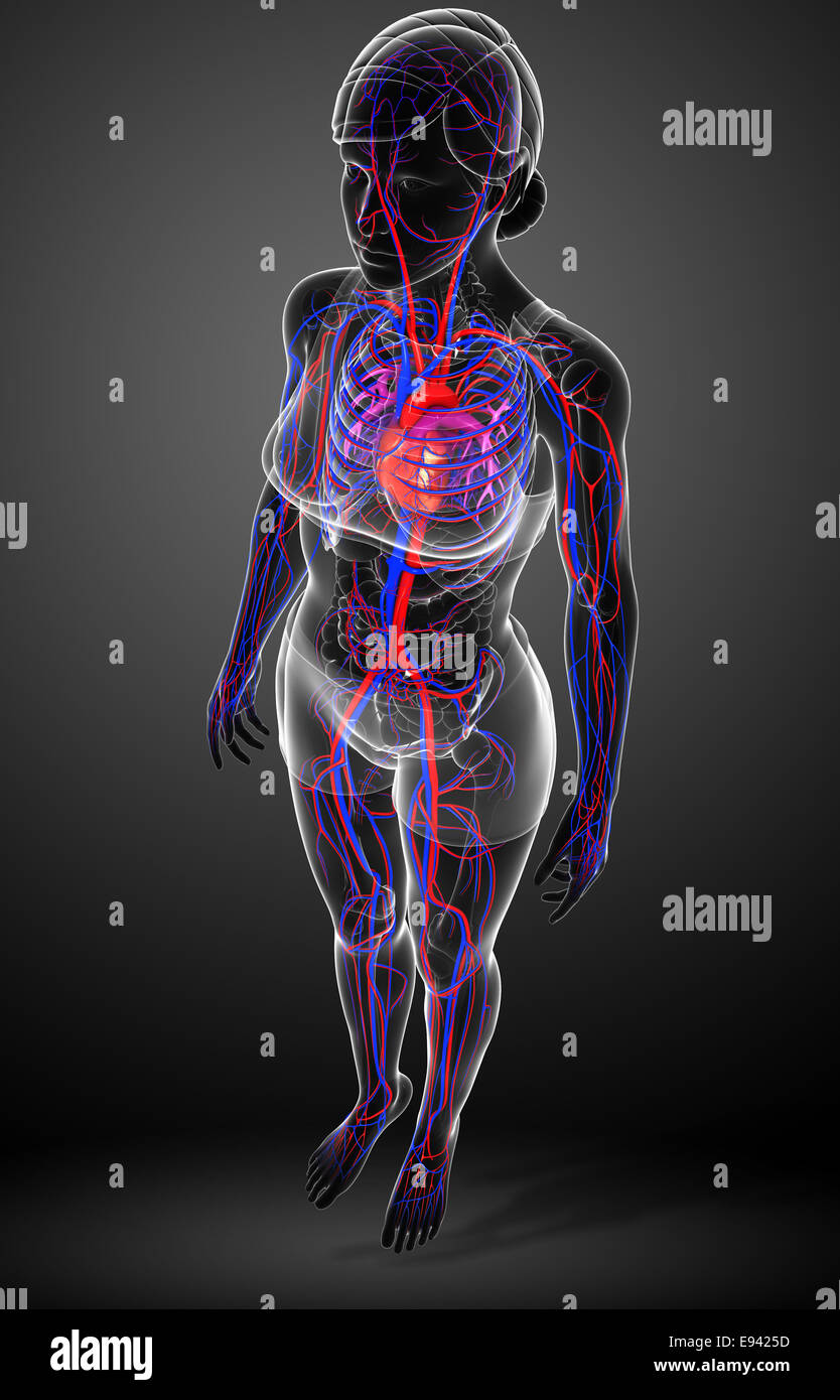 Illustration of female circulatory system Stock Photo - Alamy