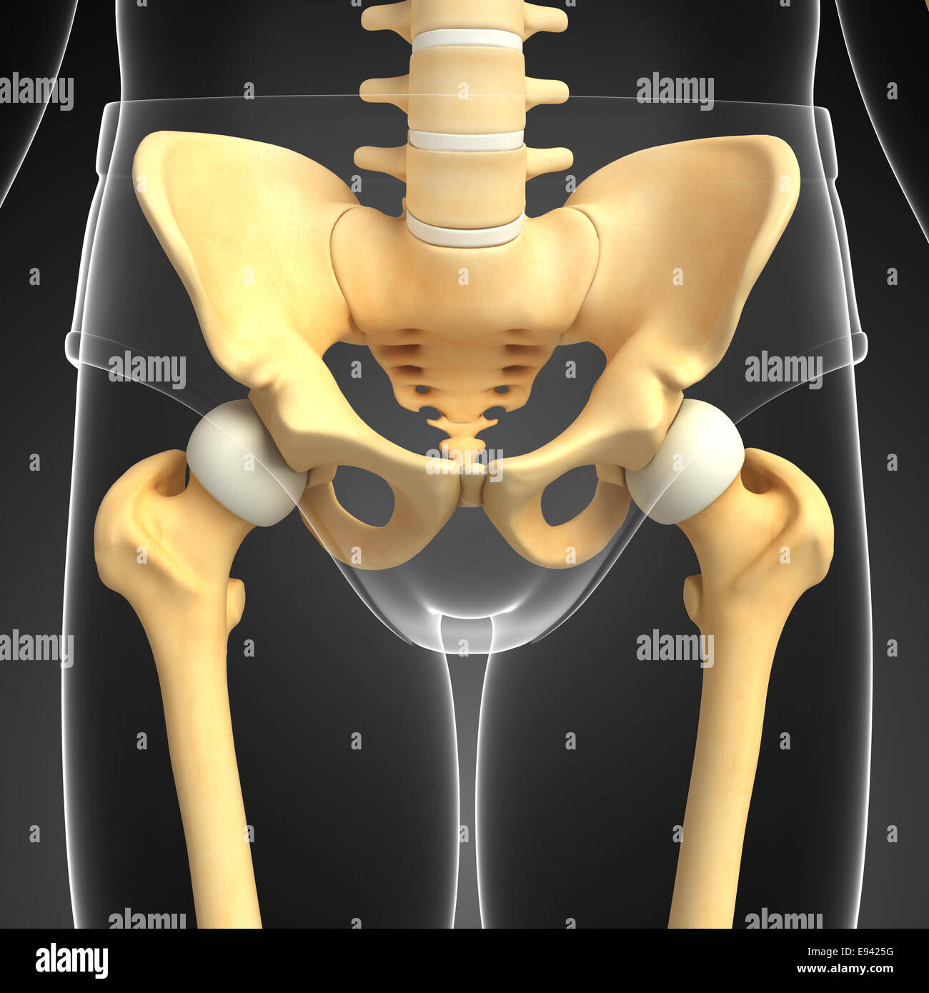 Pelvic girdle hi-res stock photography and images - Alamy