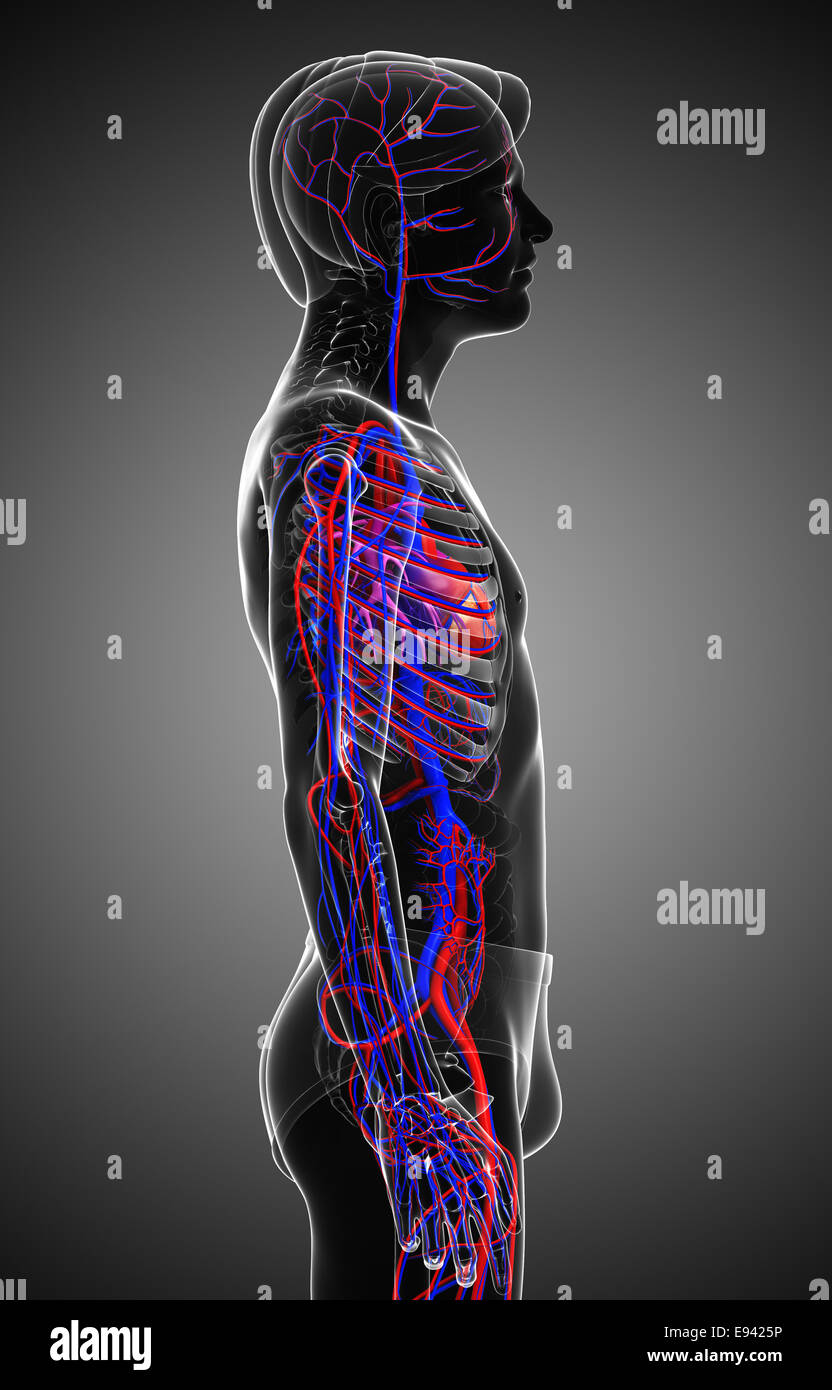 Illustration of Male circulatory system Stock Photo - Alamy