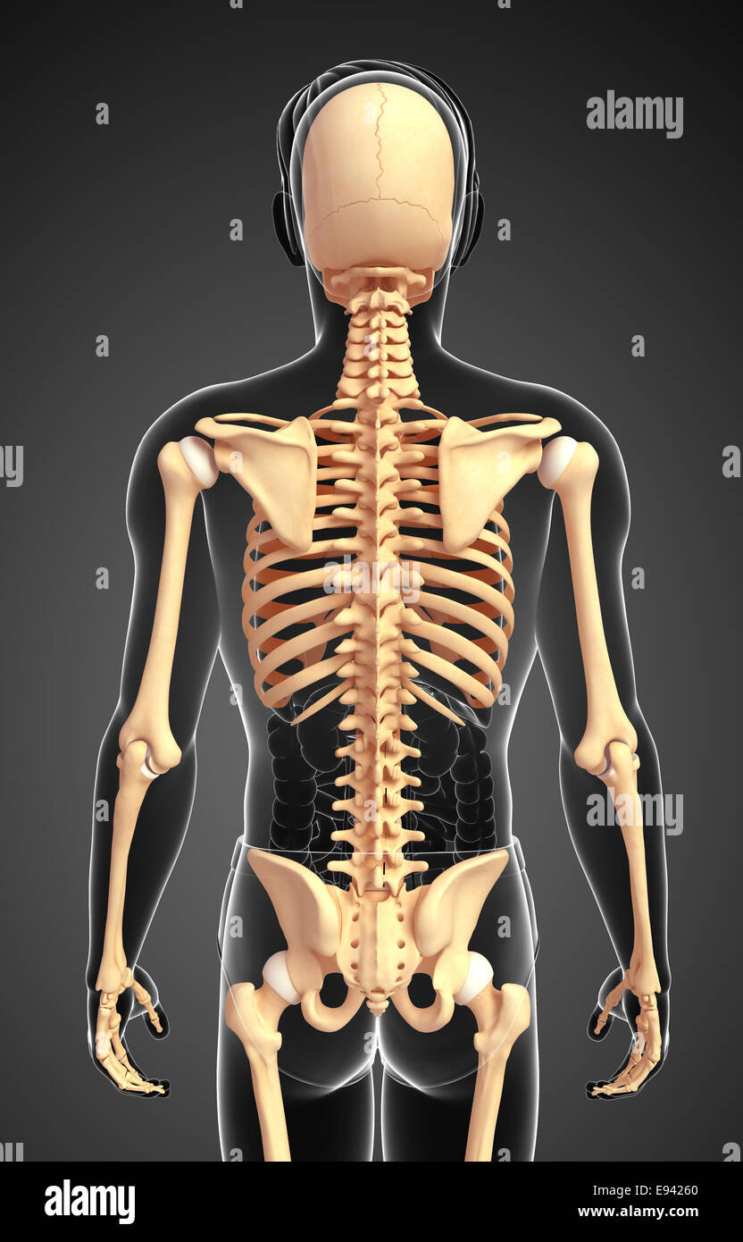 Human skeleton back hi-res stock photography and images - Alamy