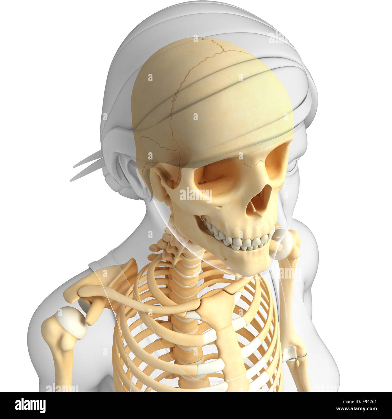 Illustration of human skeleton anatomy Stock Photo - Alamy