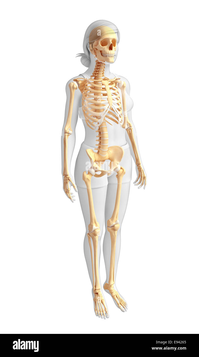 Illustration of human skeleton side view Stock Photo - Alamy