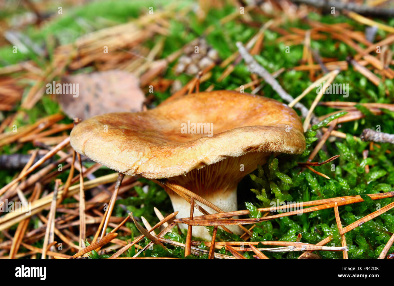 Toxic mushroom paxillus involutus growing in the forest Stock Photo - Alamy