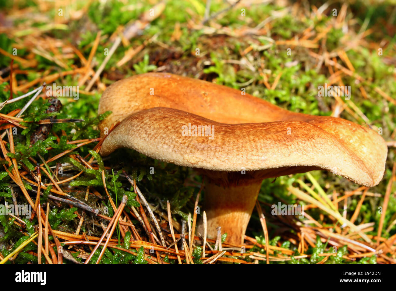 Toxic mushroom paxillus involutus growing in the forest Stock Photo - Alamy