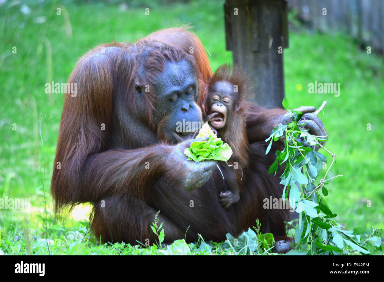 Mother baby orangutan pongo pygmaeus hi-res stock photography and ...