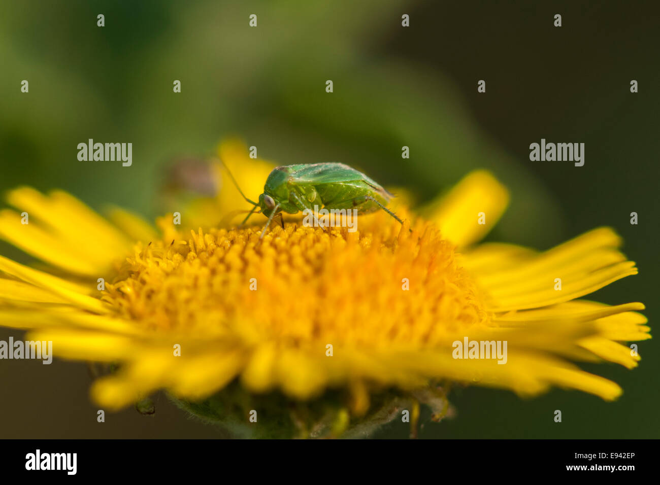 Capsid Stock Photos & Capsid Stock Images - Alamy