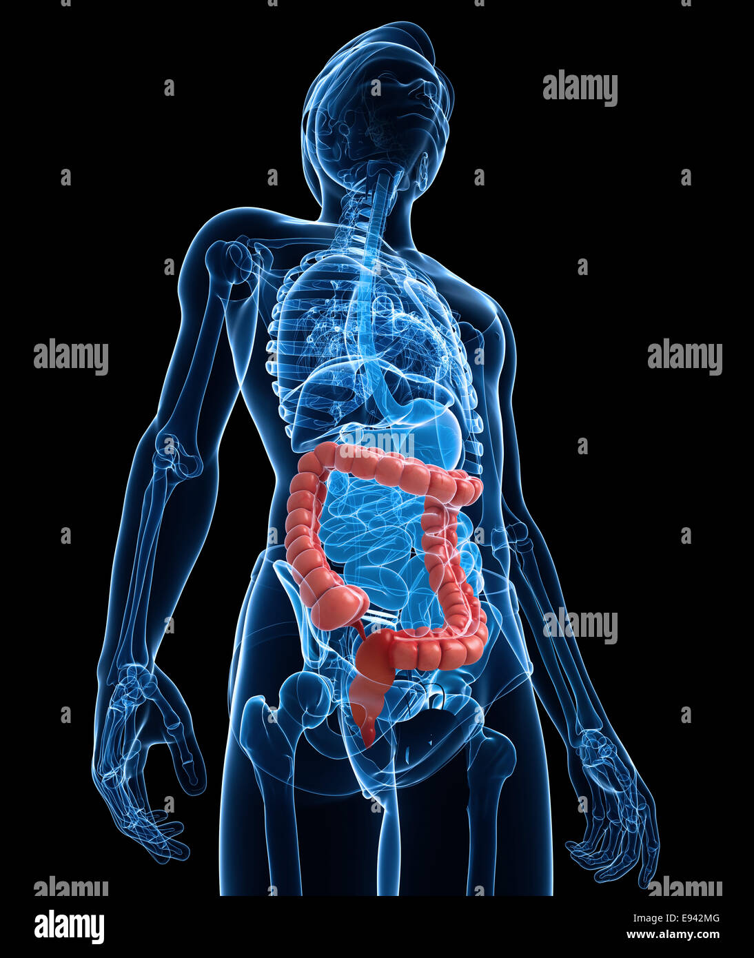 Illustration of Male large intestine anatomy Stock Photo - Alamy