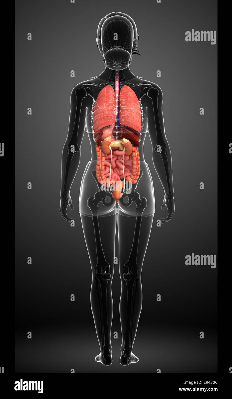 Illustration of female digestive system Stock Photo - Alamy