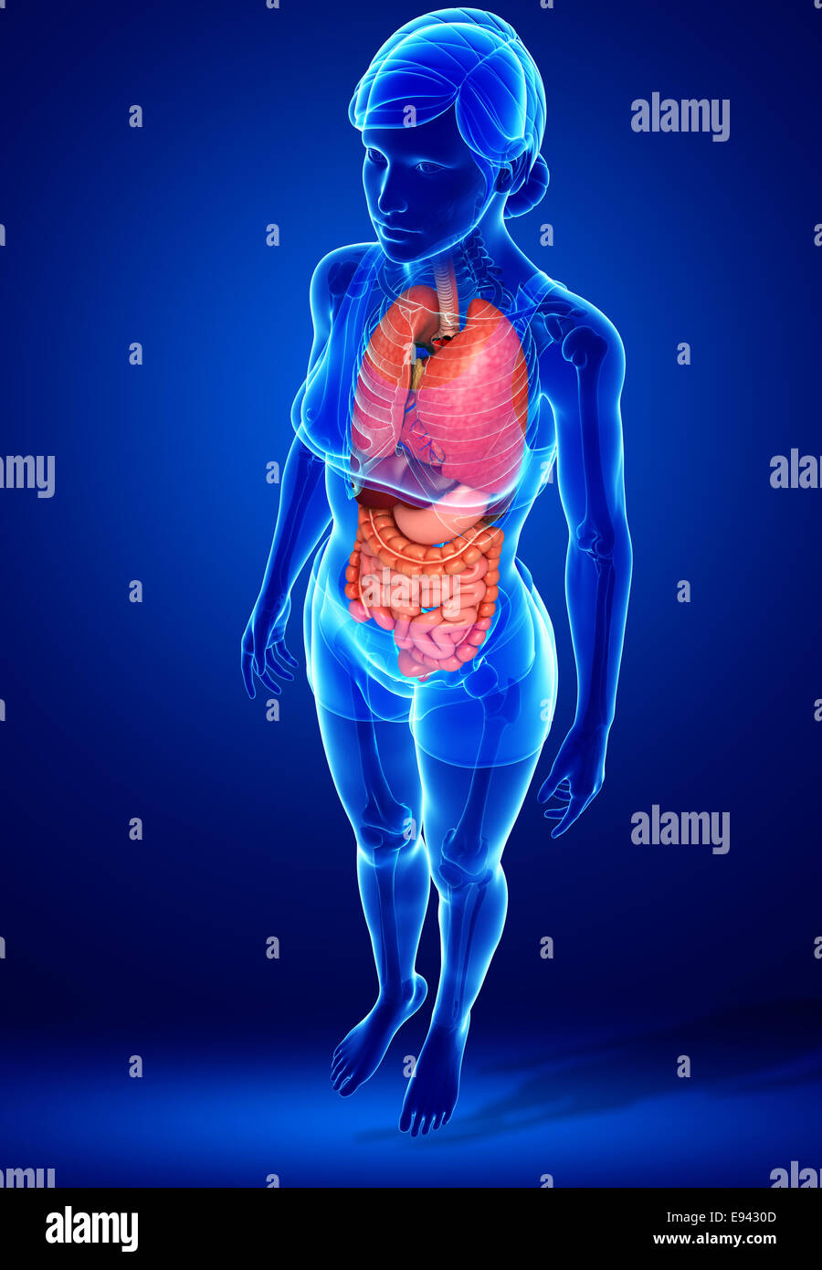 Illustration of female digestive system Stock Photo - Alamy