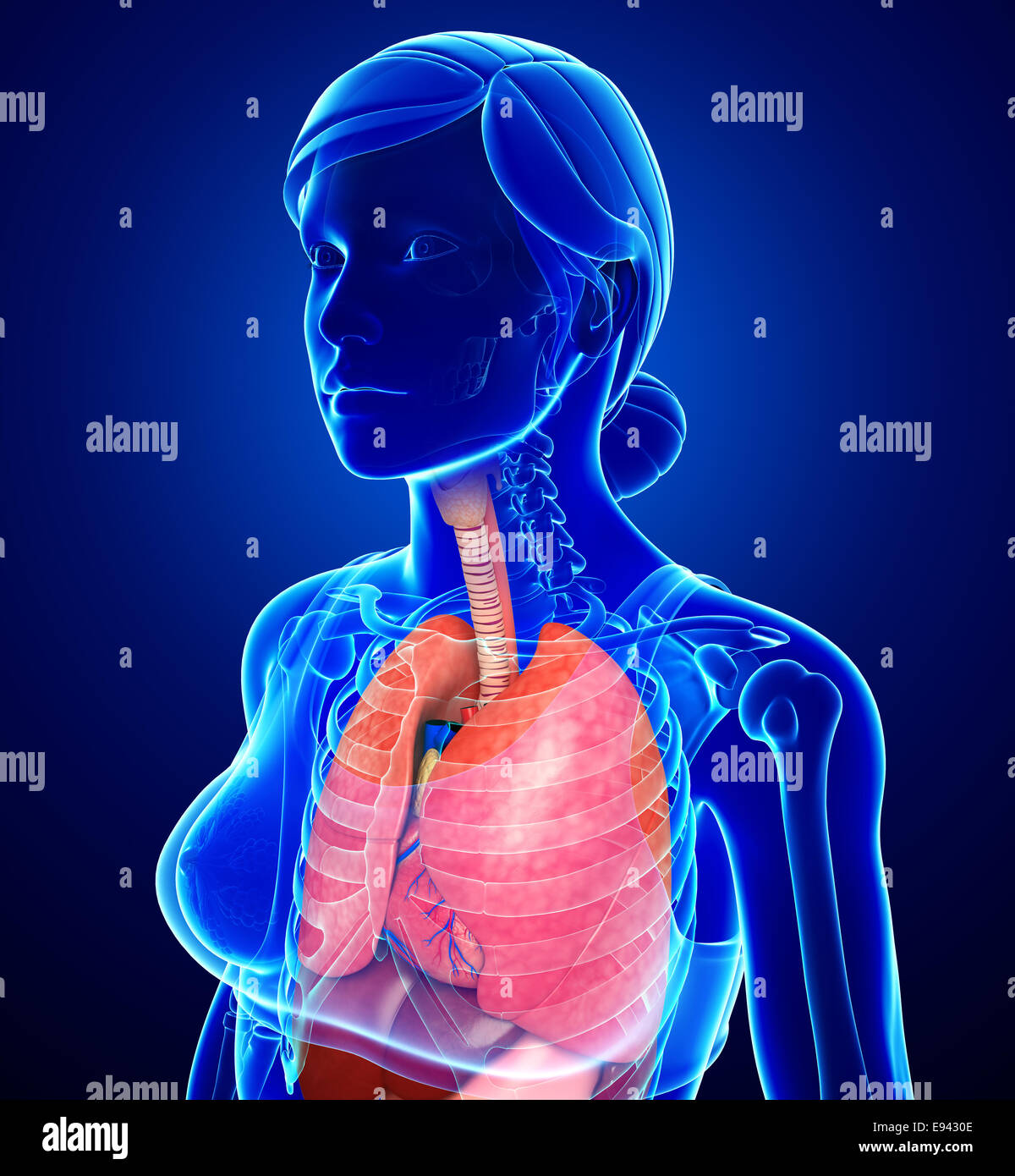 Female Respiratory System Lungs With Circulatory System