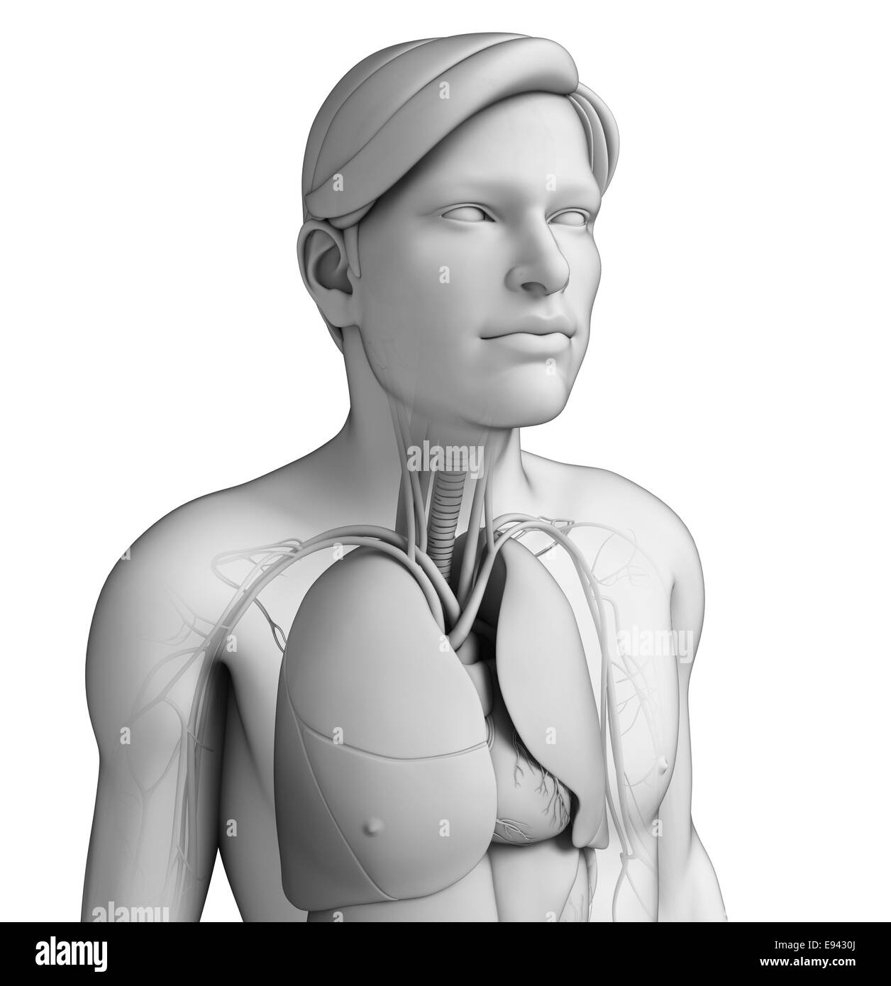 Illustration of human body respiratory system Stock Photo - Alamy