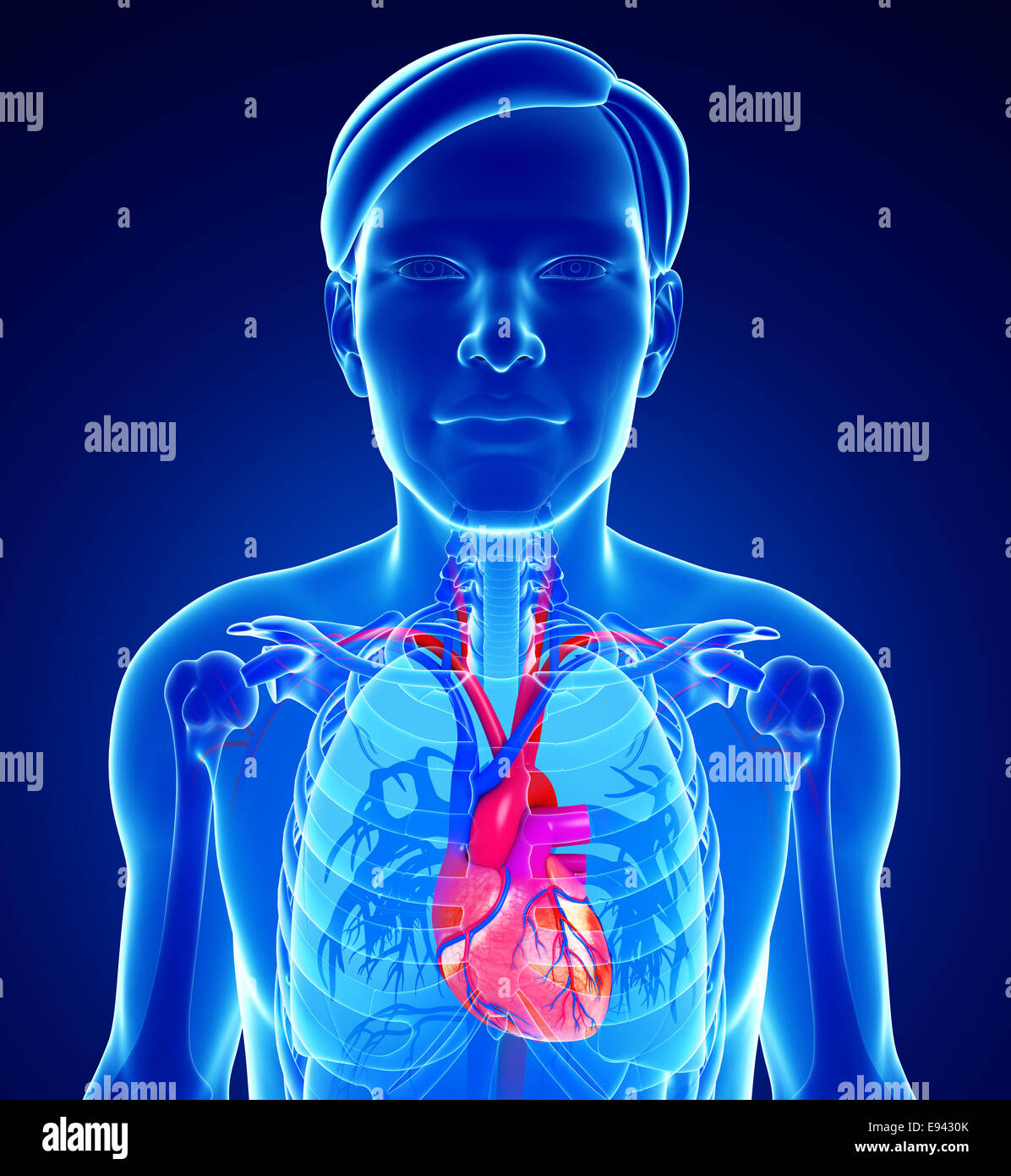 Illustration of Male heart anatomy Stock Photo - Alamy
