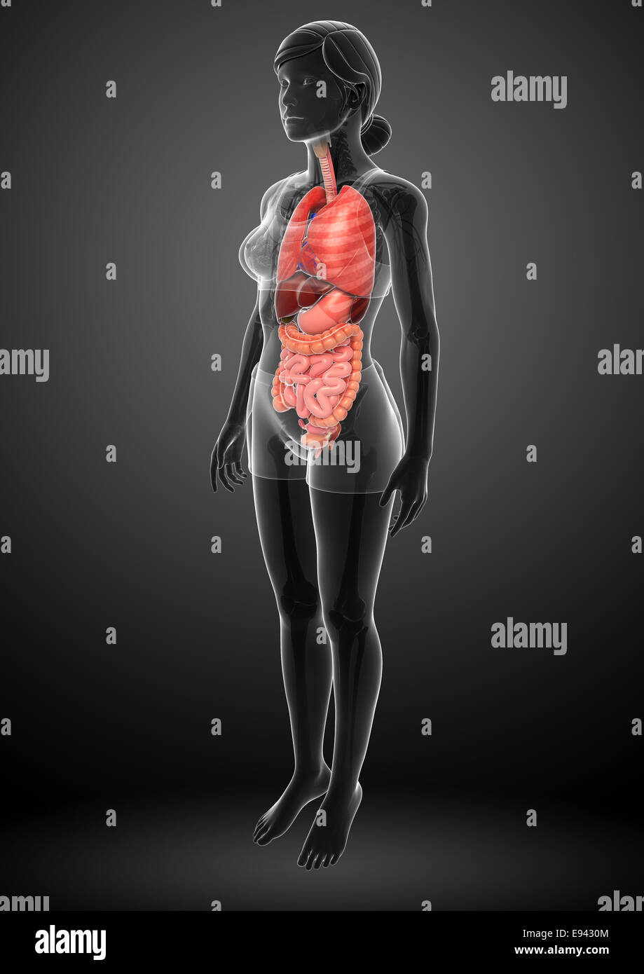 Illustration of female digestive system Stock Photo - Alamy