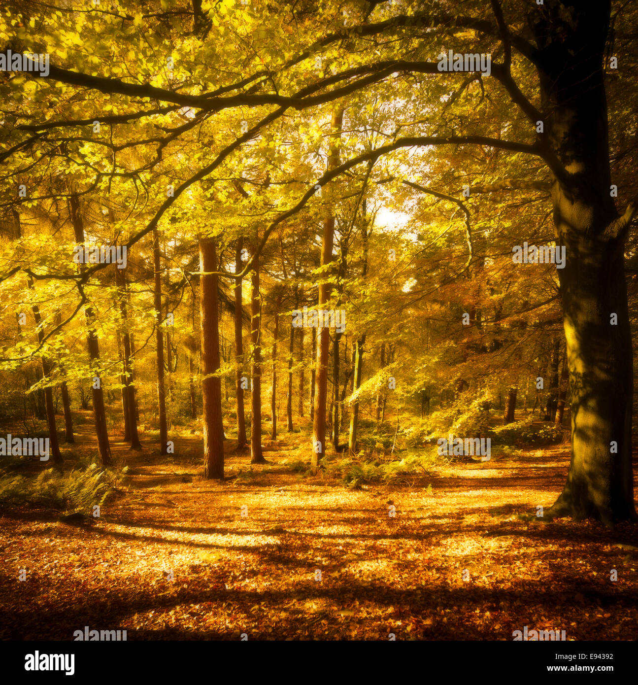 Spring woods hi-res stock photography and images - Alamy