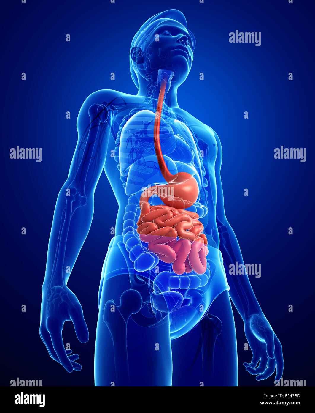 Illustration of male small intestine anatomy Stock Photo - Alamy