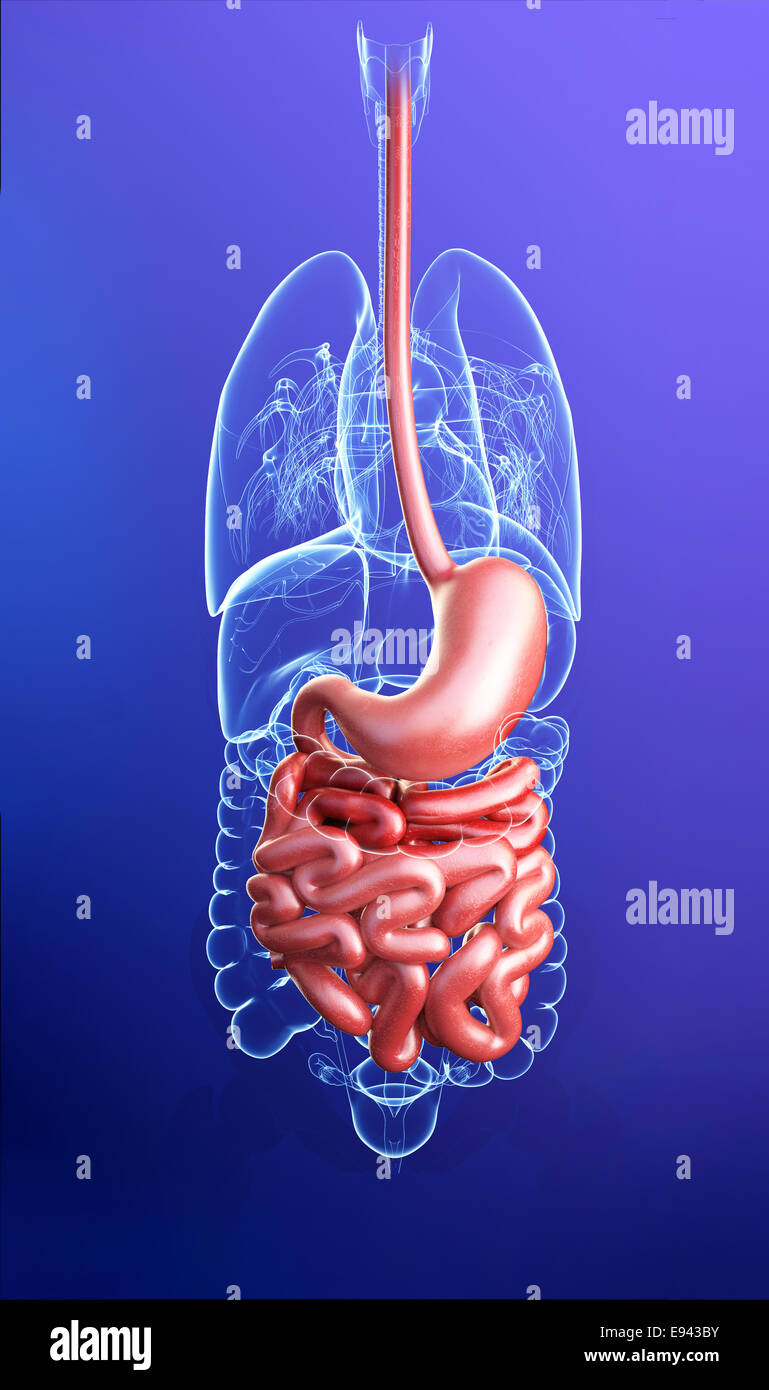 Illustration of male small intestine anatomy Stock Photo - Alamy
