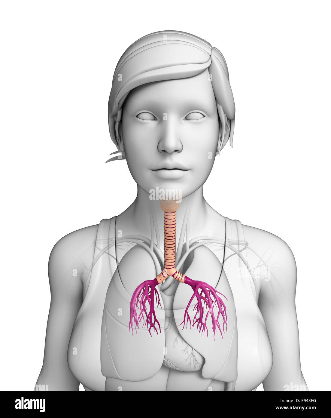 Illustration of Female throat anatomy Stock Photo - Alamy