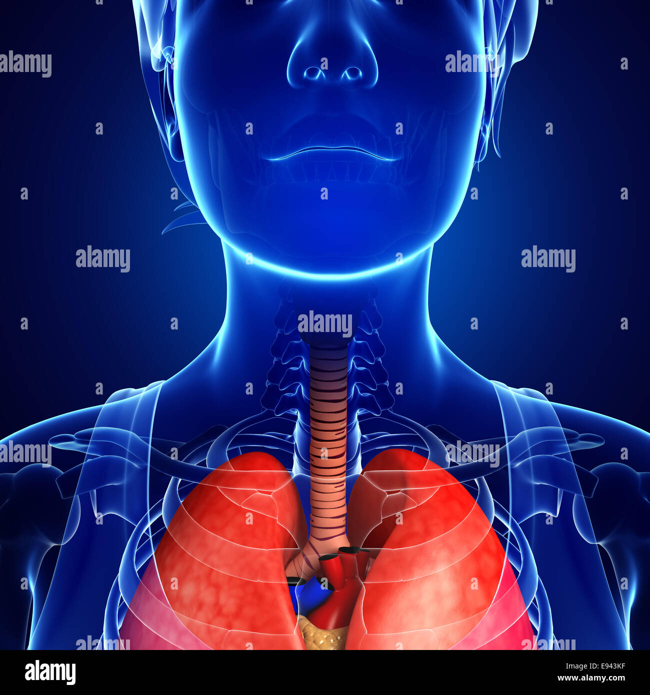Illustration of Female throat anatomy Stock Photo - Alamy