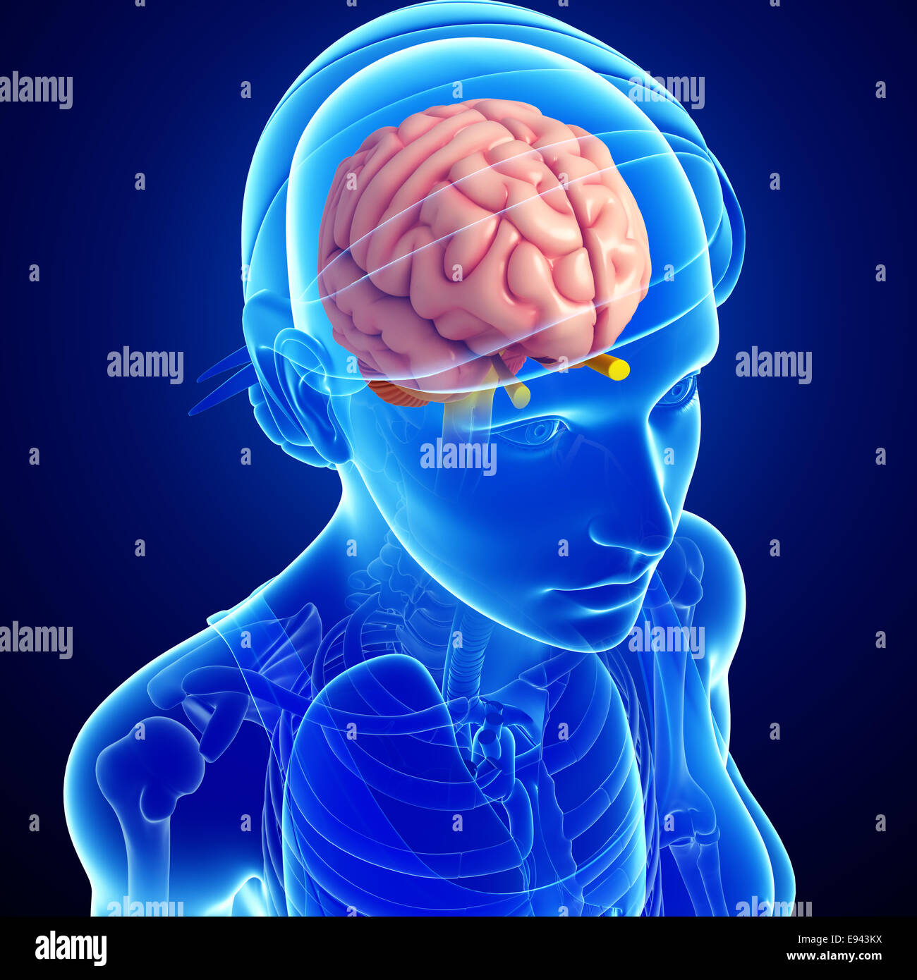Illustration of human brain anatomy Stock Photo - Alamy