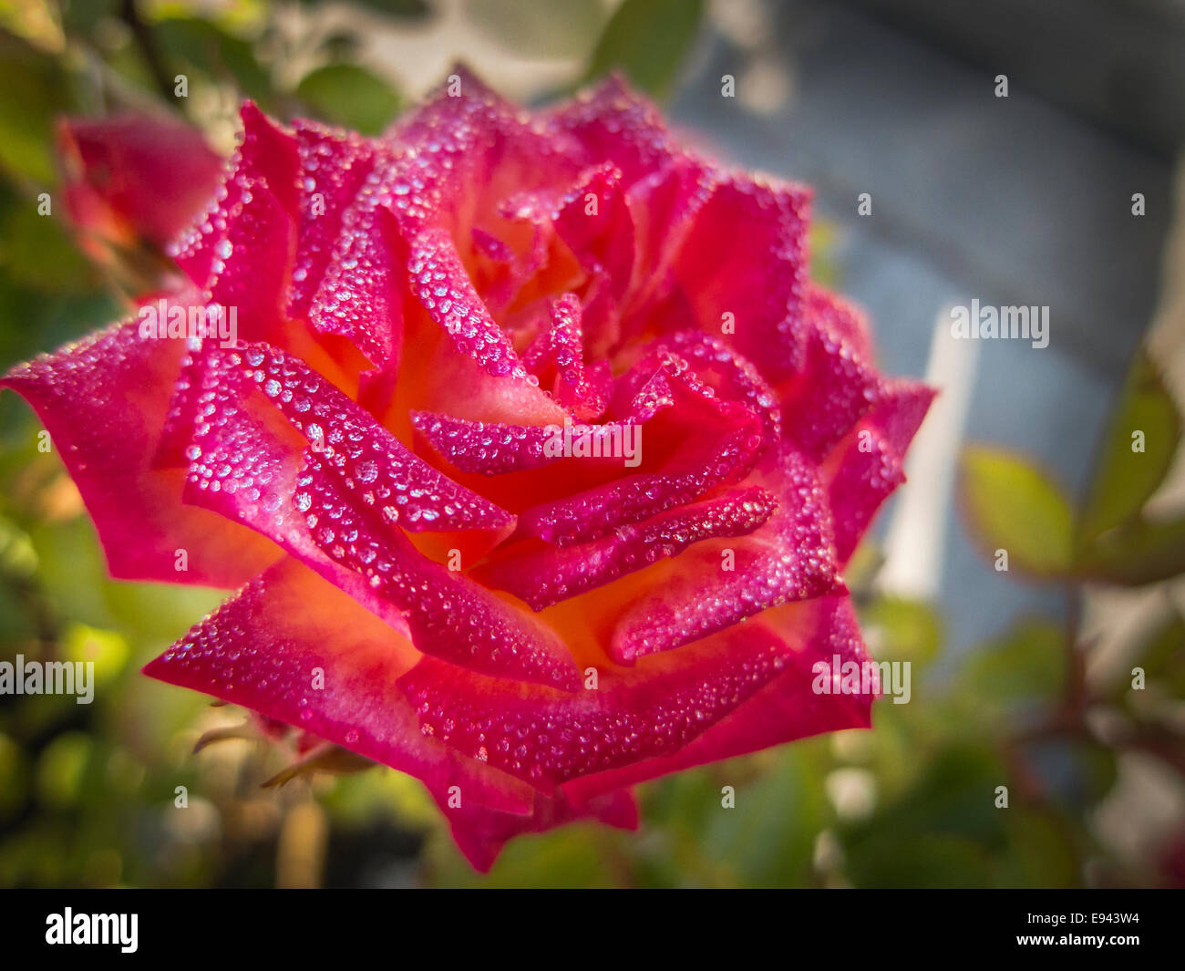 Rose with early morning dew Stock Photo - Alamy