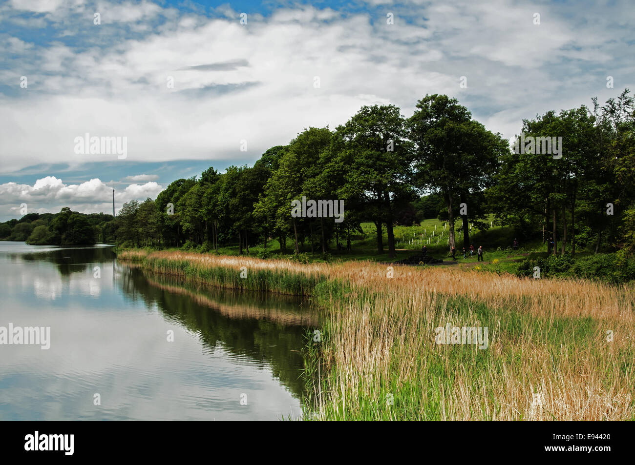 reeds by the Yorkshire lake Stock Photo - Alamy