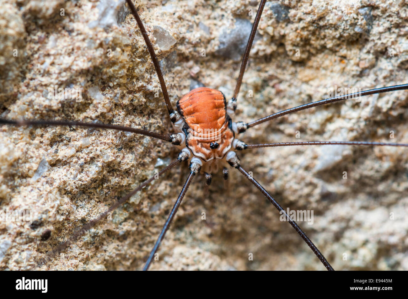 North european hi-res stock photography and images - Alamy