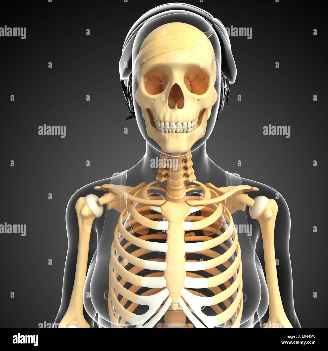 Illustration of human front view skeleton Stock Photo - Alamy