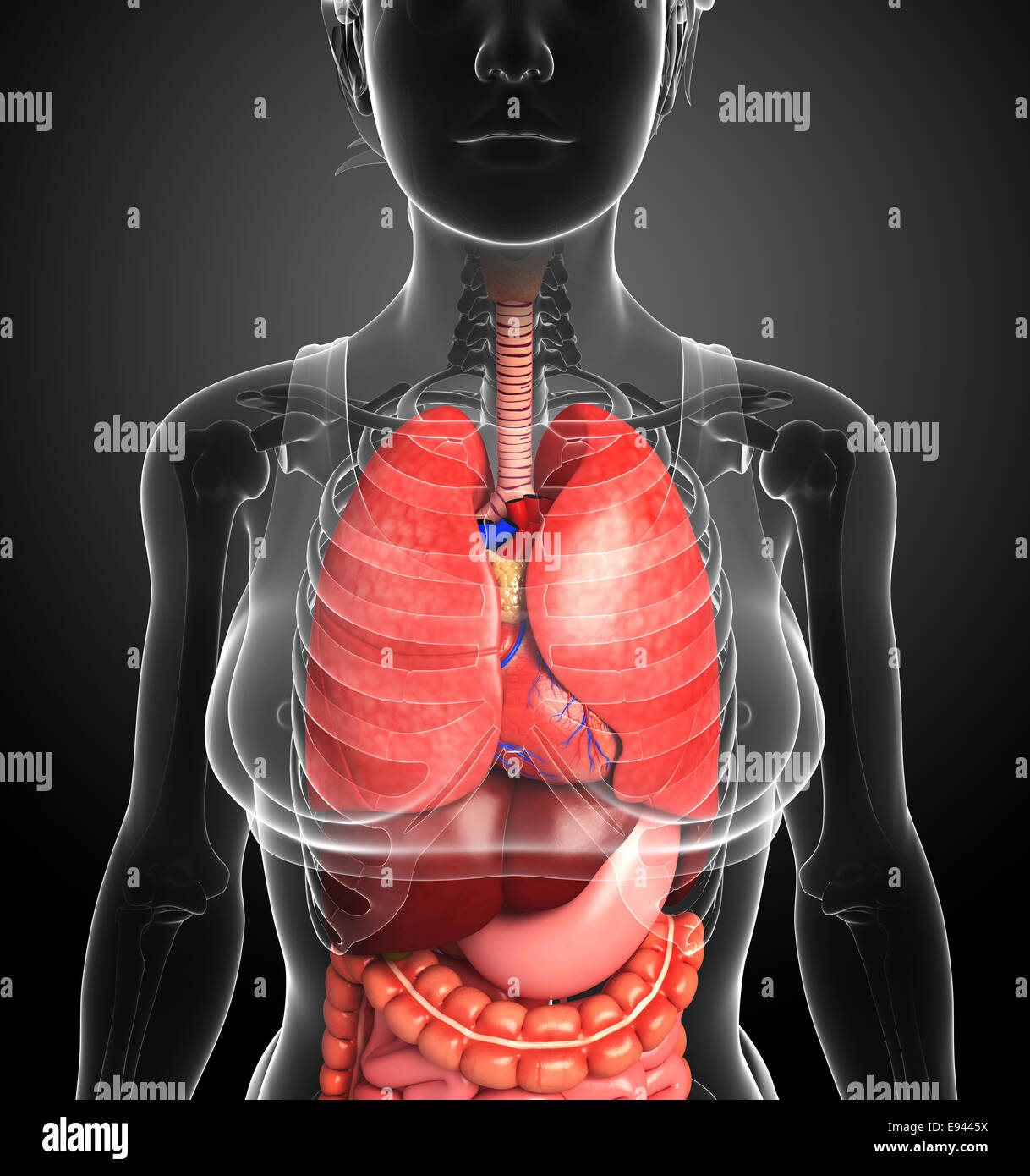 Illustration of female digestive system Stock Photo - Alamy