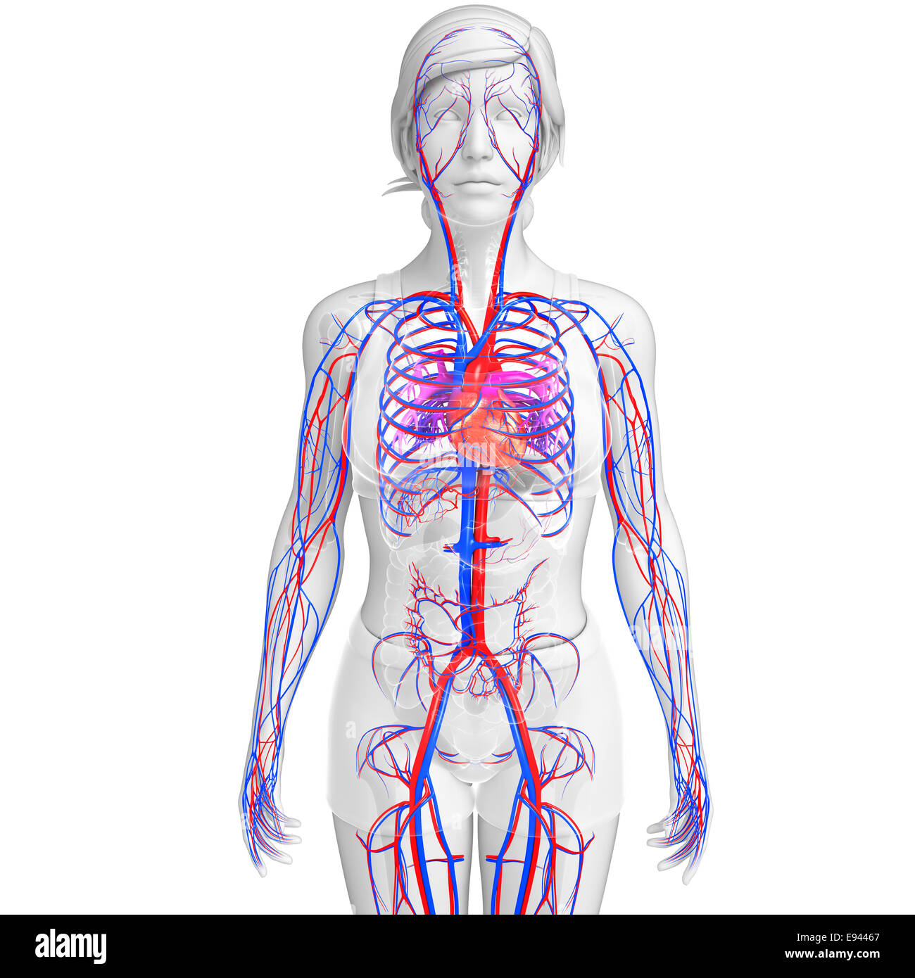 Illustration of female circulatory system Stock Photo - Alamy