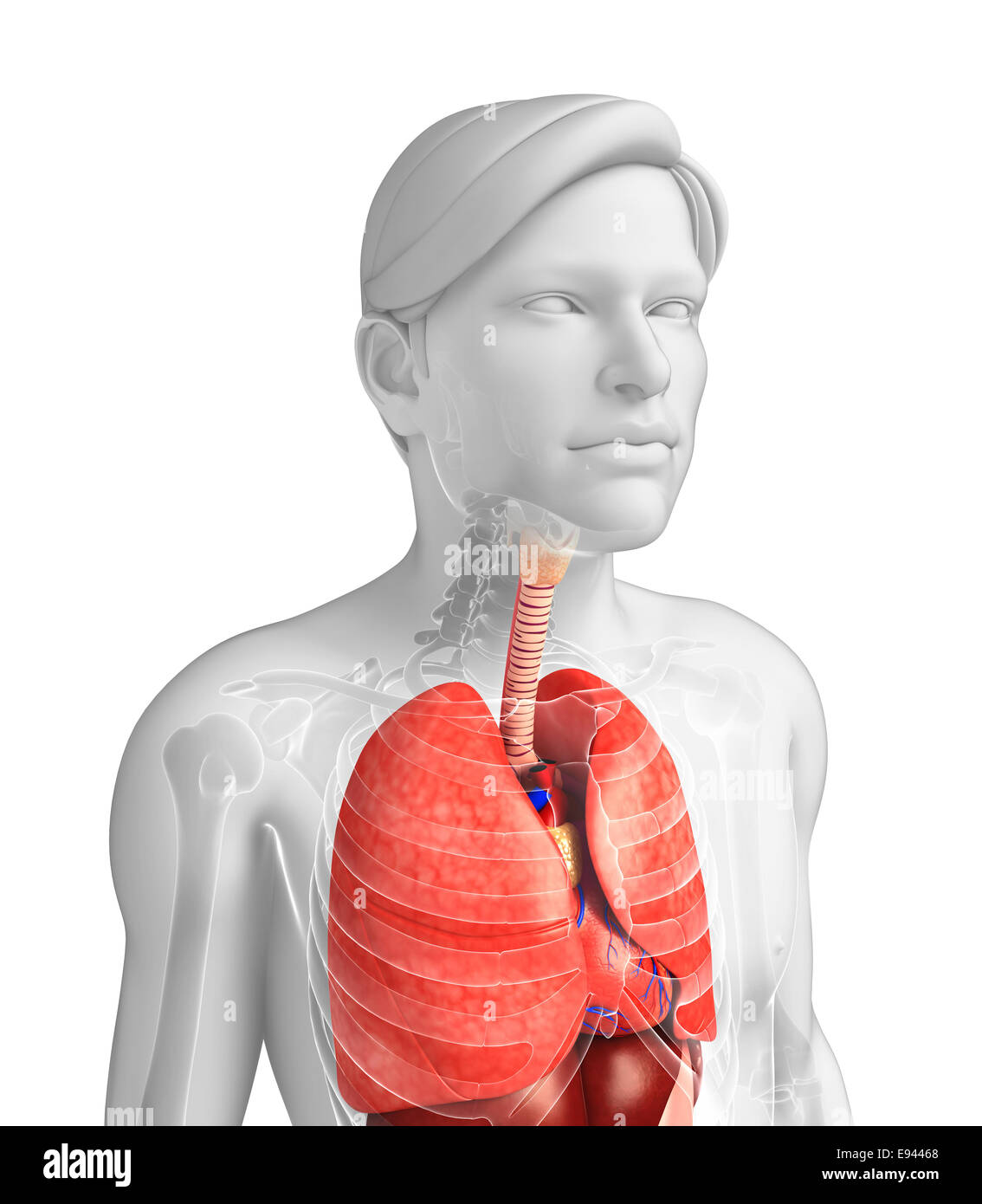 Male respiratory system hi-res stock photography and images - Alamy