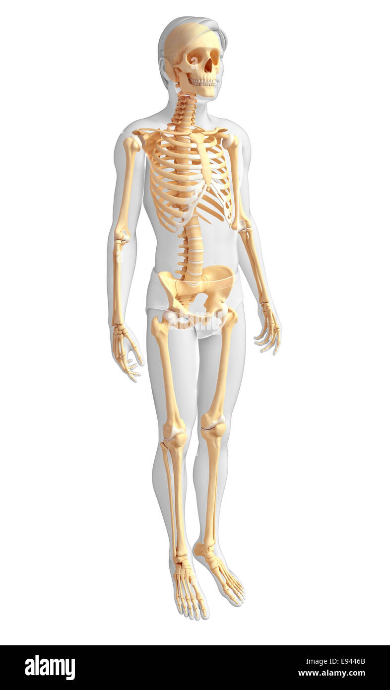 Illustration of human skeleton side view Stock Photo - Alamy