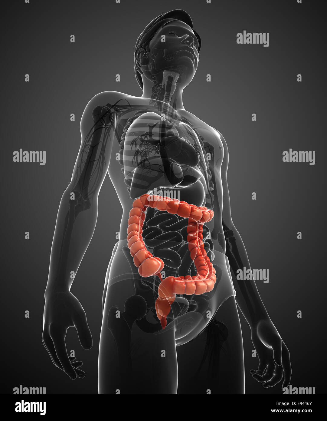 Illustration of Male large intestine anatomy Stock Photo - Alamy
