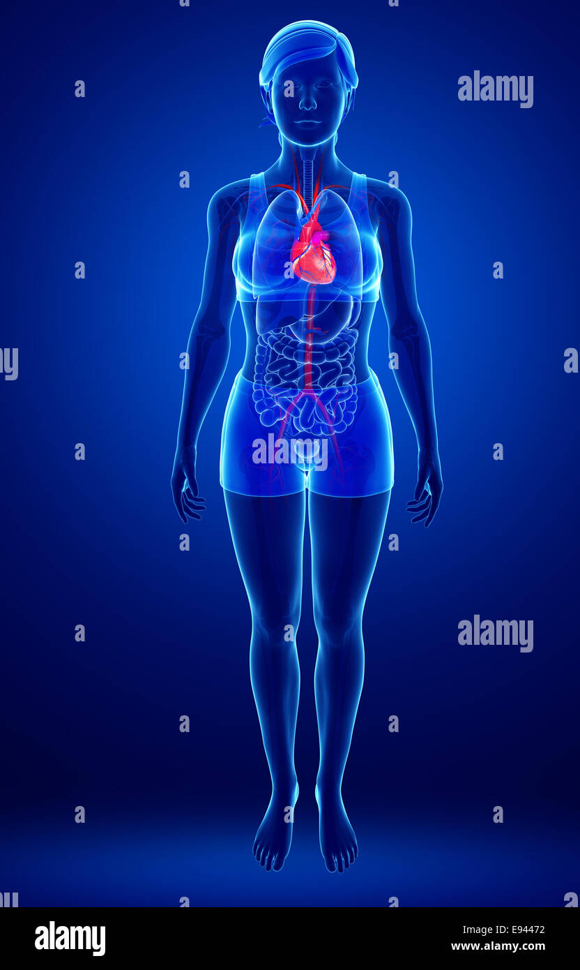 Illustration of Female heart anatomy Stock Photo - Alamy