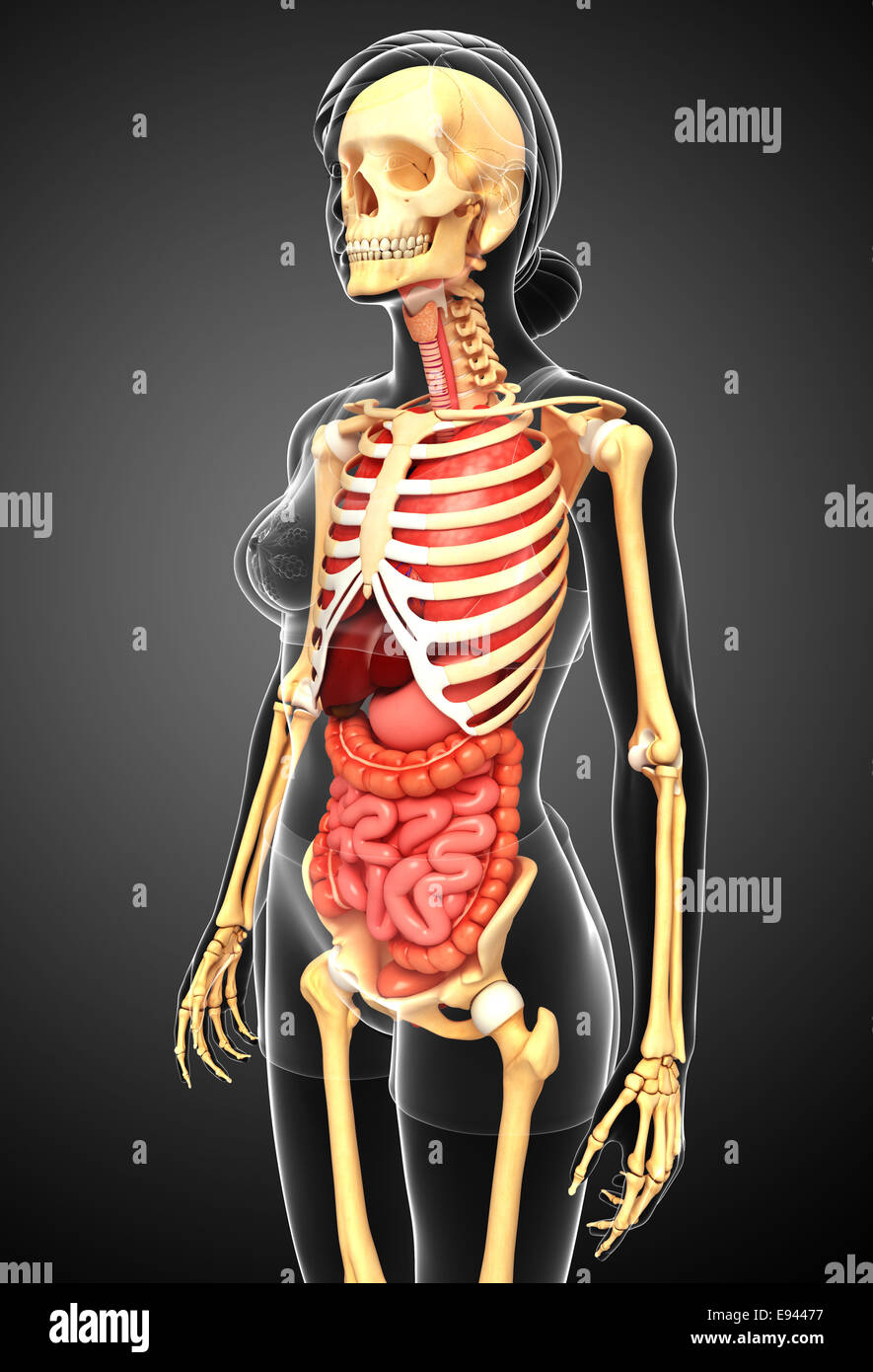 Illustration of female skeleton digestive system Stock Photo - Alamy