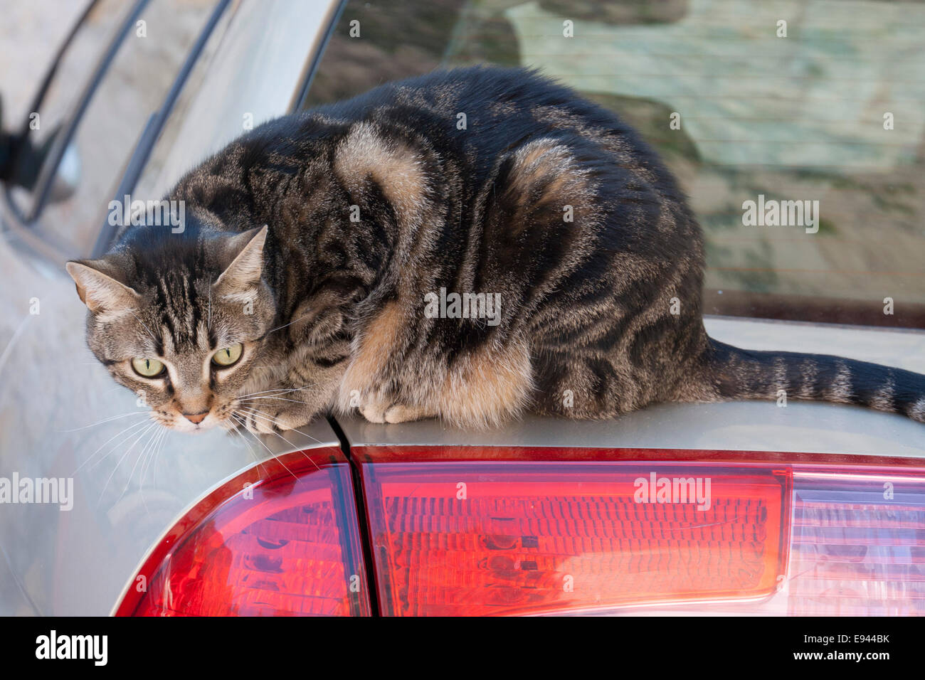 Feline on car hi-res stock photography and images - Alamy