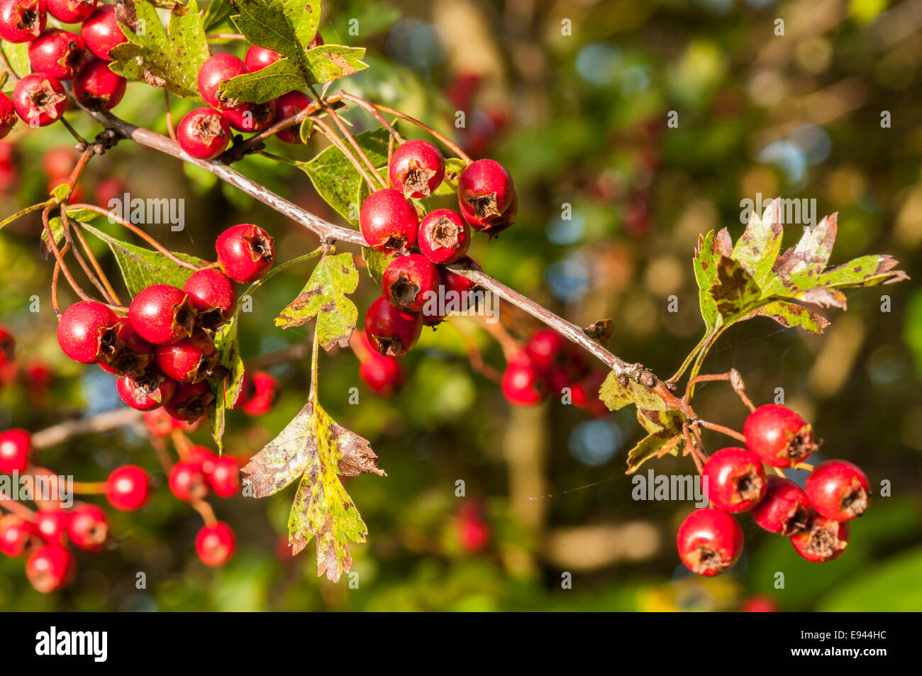 Young hawthorn leaves hi-res stock photography and images - Alamy