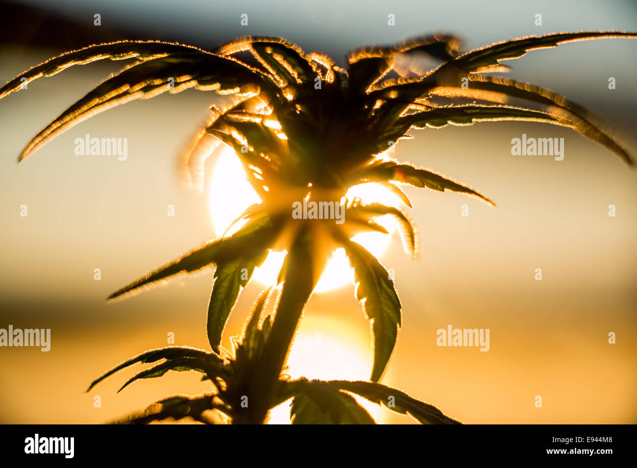 Marijuana leaf sun hi-res stock photography and images - Alamy