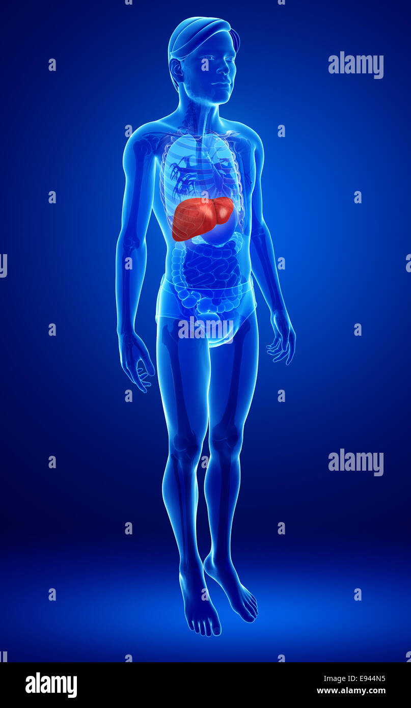 Male liver anatomy hi-res stock photography and images - Alamy