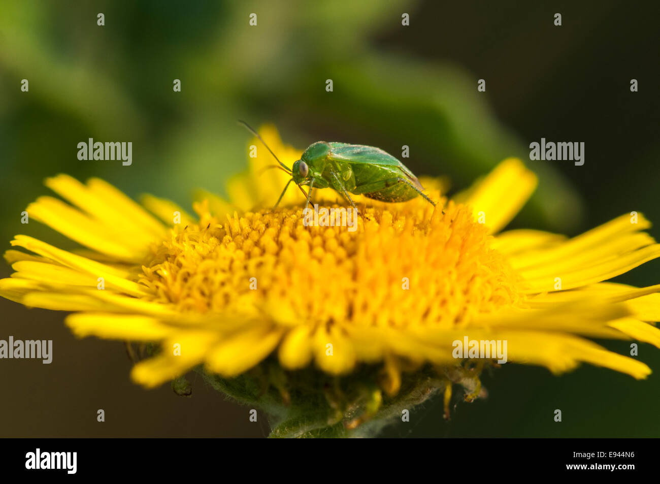 A macro shot of a Common Green Capsid, Lygocoris pabulinus, feeding on ...