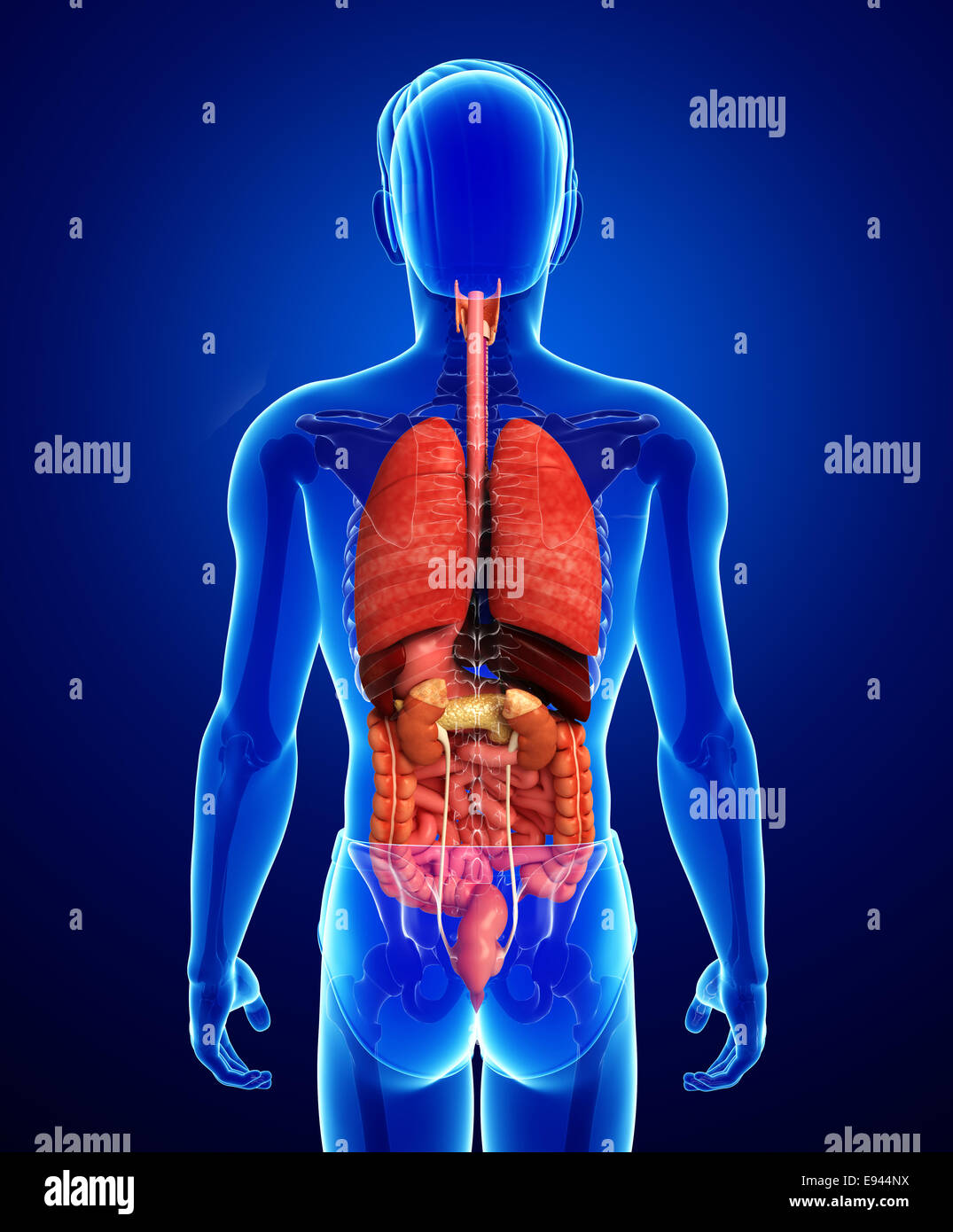 Illustration of male digestive system artwork Stock Photo - Alamy