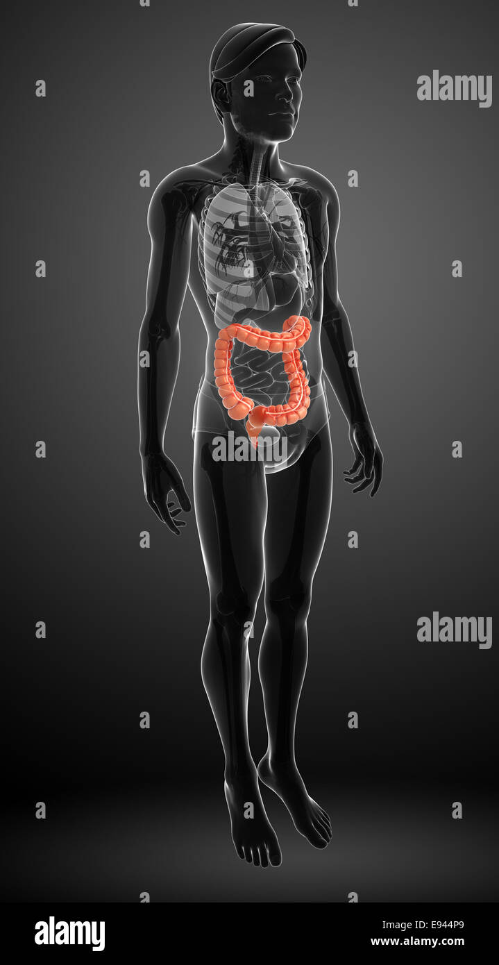 Illustration of Male large intestine anatomy Stock Photo - Alamy