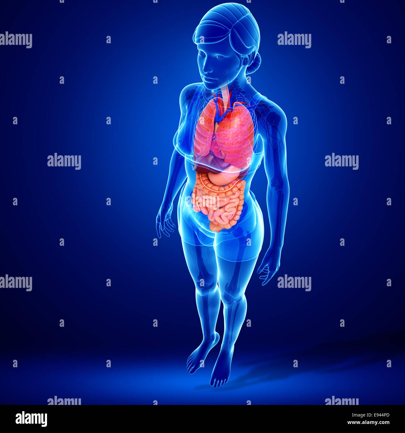 Illustration of female digestive system Stock Photo - Alamy