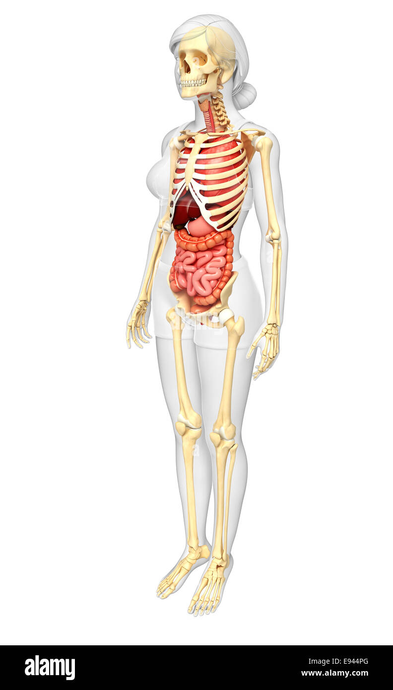 Illustration of female skeleton digestive system Stock Photo - Alamy